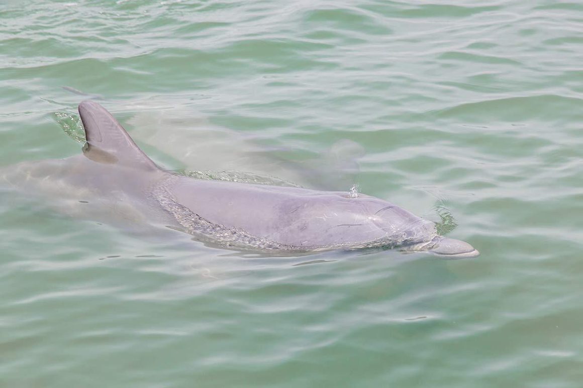 Naples Sehenswürdigkeiten – Reisetipps für den Sunshine State Florida